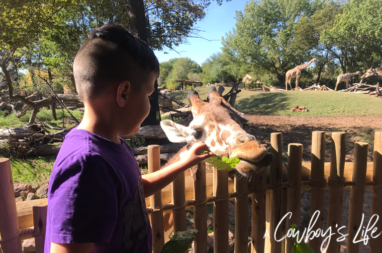 Things to do in Dallas with Kids - A Cowboys Life