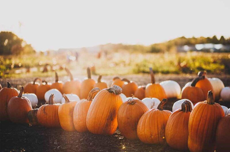 10 Must-Visit Pumpkin Patches Little Rock, AR - A Cowboys Life